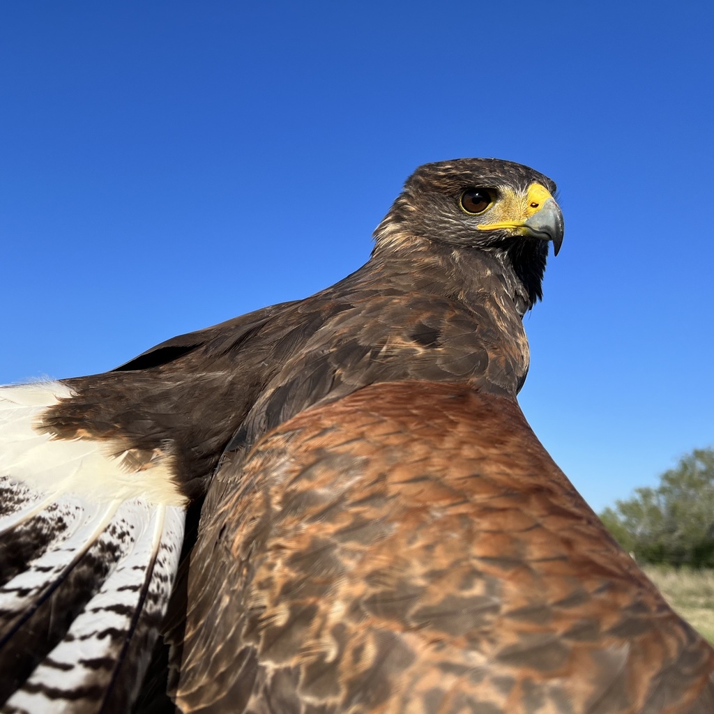 Harris's Hawk from Alice, TX, US on November 3, 2023 at 09:40 AM by ...