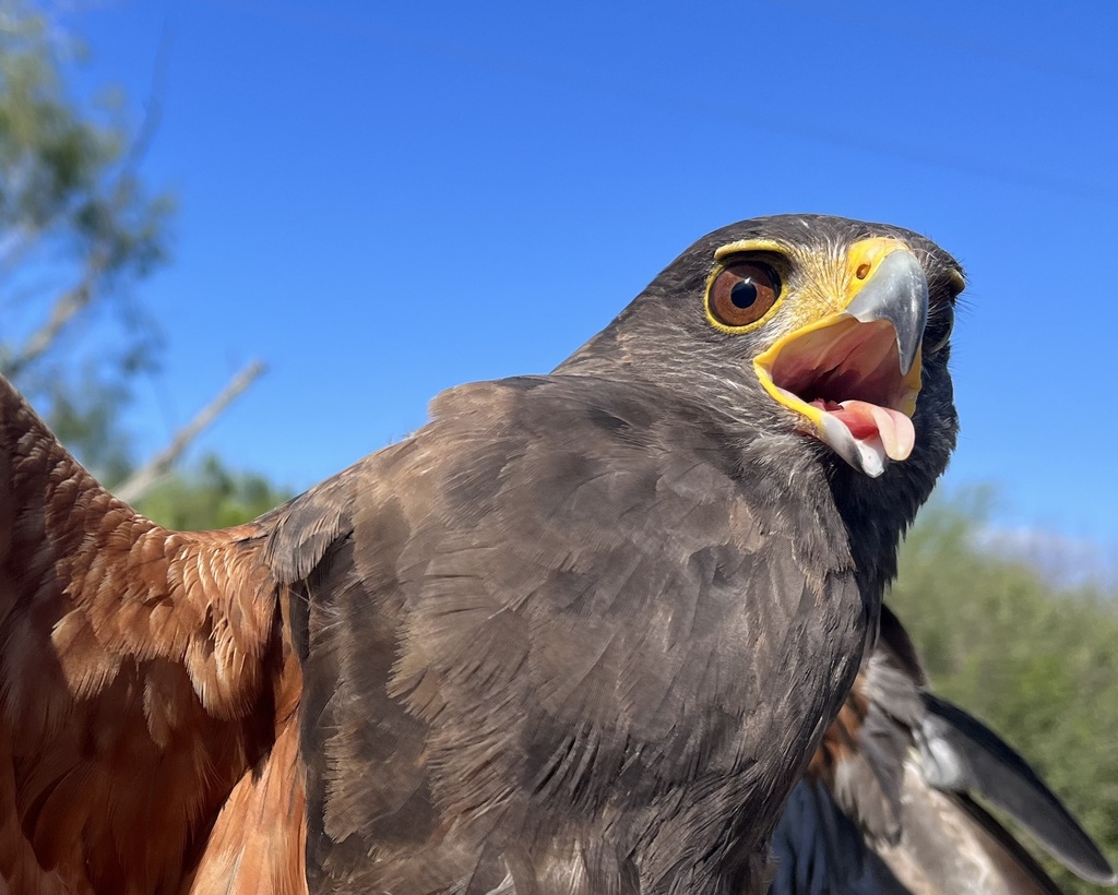 Harris's Hawk from Alice, TX, US on November 3, 2023 at 10:57 AM by ...