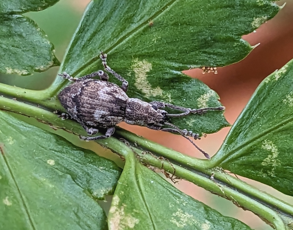 obscure root weevil from Bellingham, WA 98225, USA on November 3, 2023 at 03:26 PM by Jefferson ...