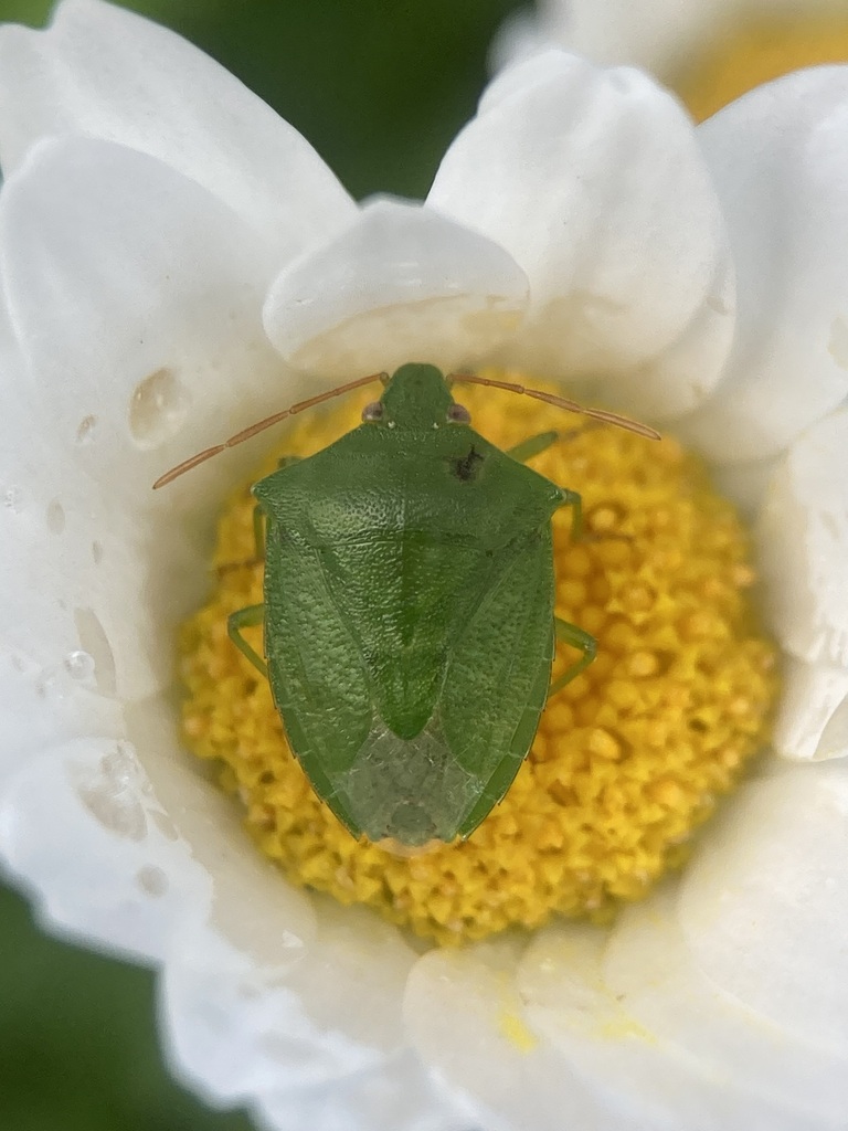 Green potato bug from Days Bay, Lower Hutt 5013, New Zealand on ...