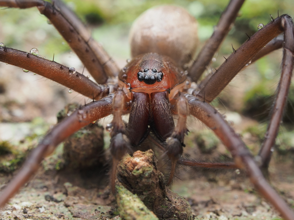 Sheetweb Spiders from Titirangi Forest & Bird, Titirangi, Auckland ...