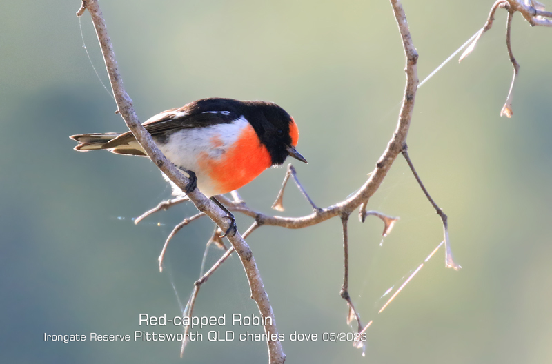 Red-capped Robin from Irongate QLD 4356, Australia on 19 May, 2023 at ...