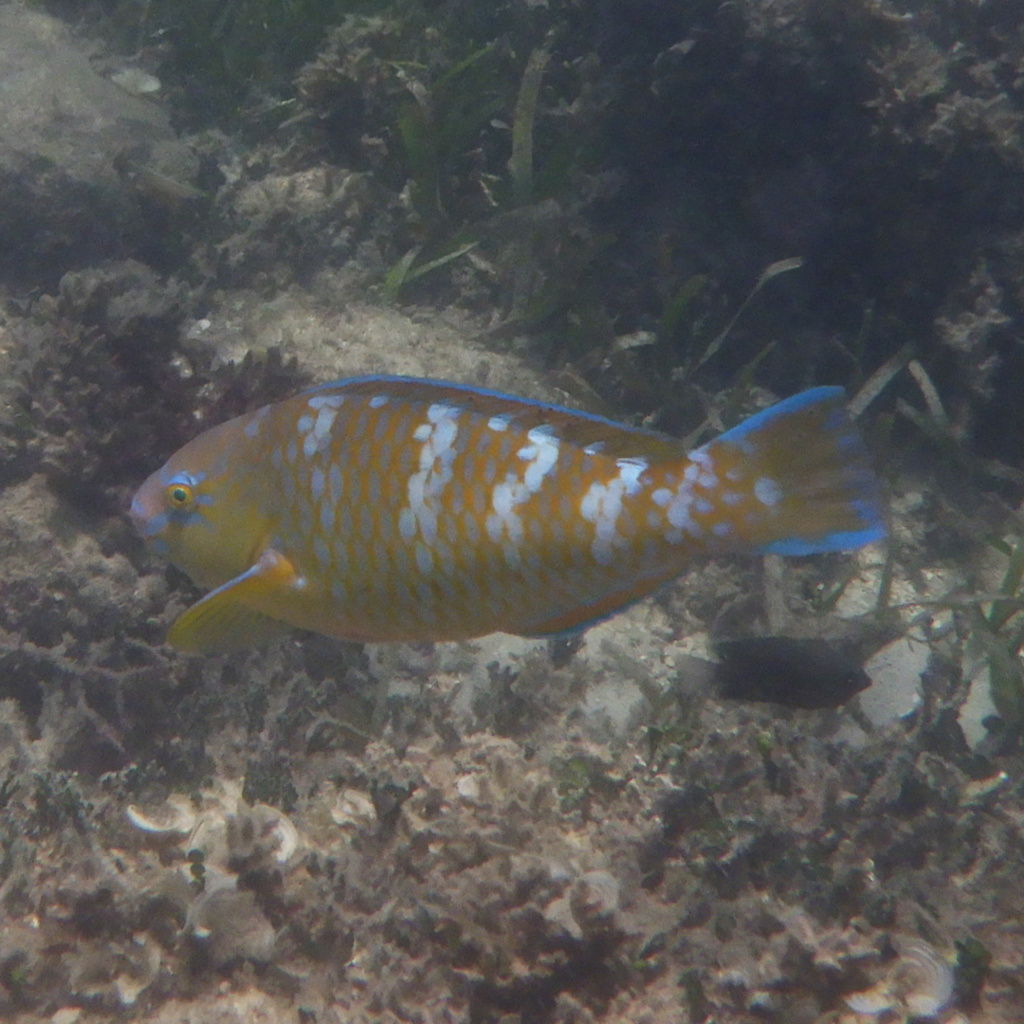 Bluebarred Parrotfish from Cairns, QLD, Australia on September 14, 2023 ...
