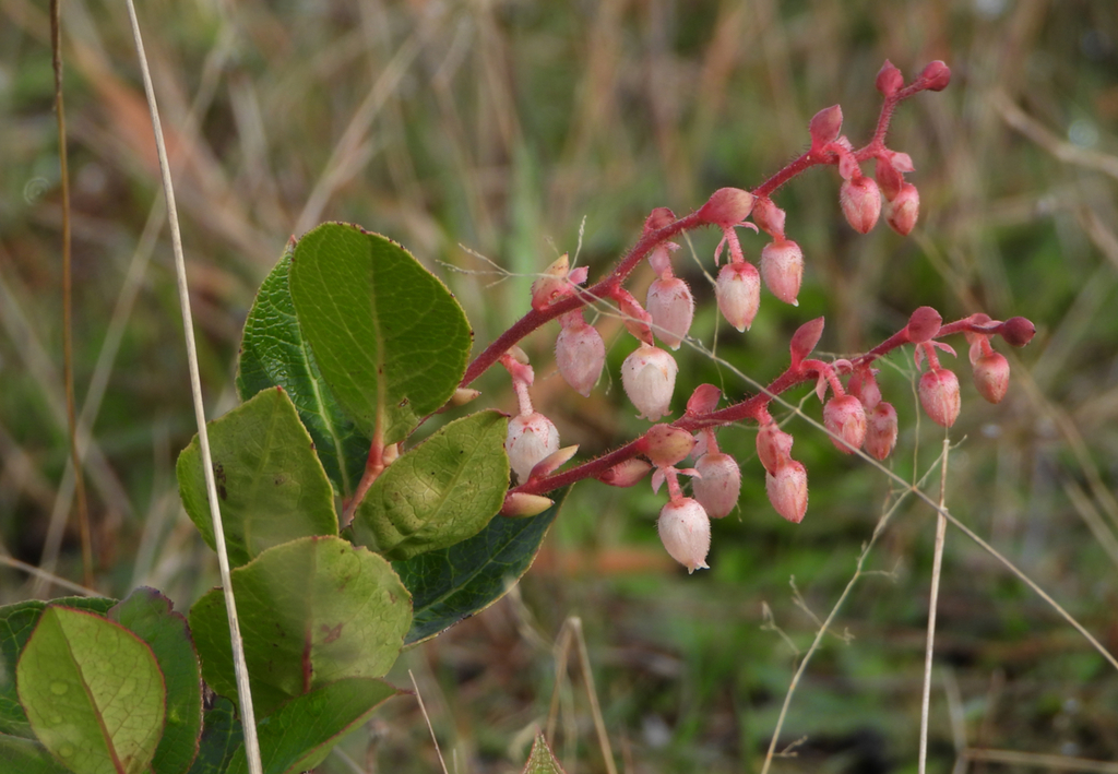 salal from Boneyard Ridge on November 3, 2023 at 11:05 AM by Patricia ...