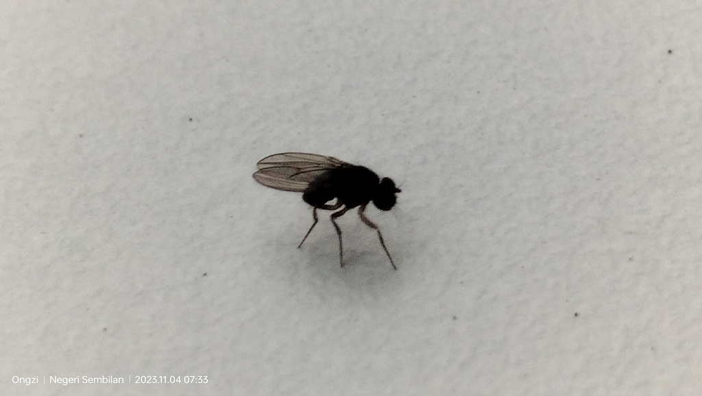 Drosophila repleta from Negeri Sembilan, Malaysia on November 4, 2023 ...