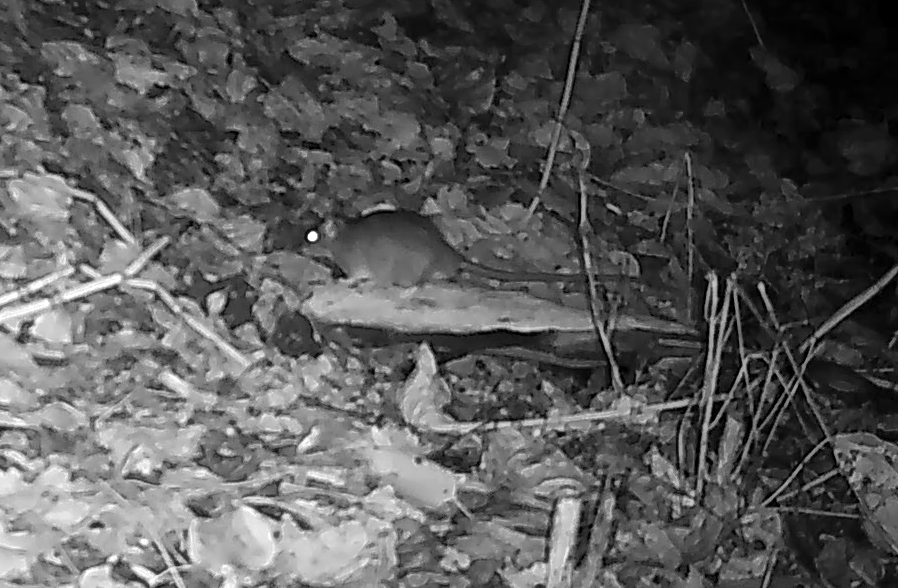 Black Rat from Kokanee Creek Provincial Park Central Kootenay, BC ...