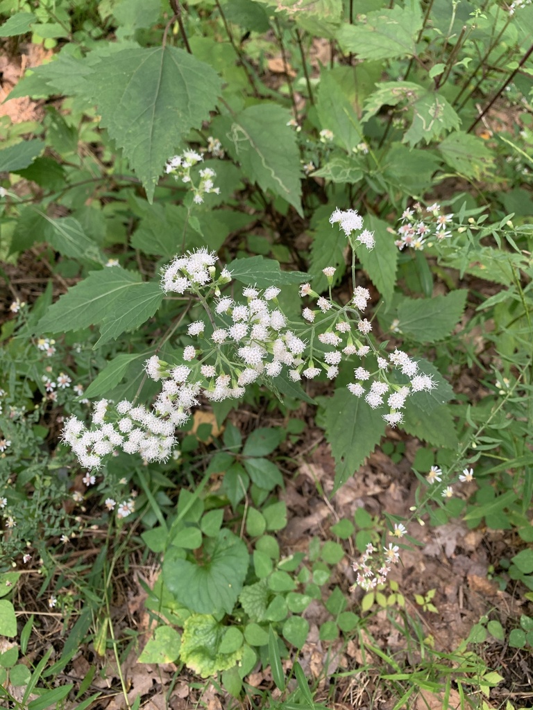 white snakeroot from Agnes Rd, New Windsor, NY, US on September 22 ...