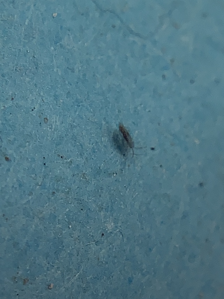 Slender Springtails from camp mohawk, Alvin, TX, US on October 12, 2023 ...