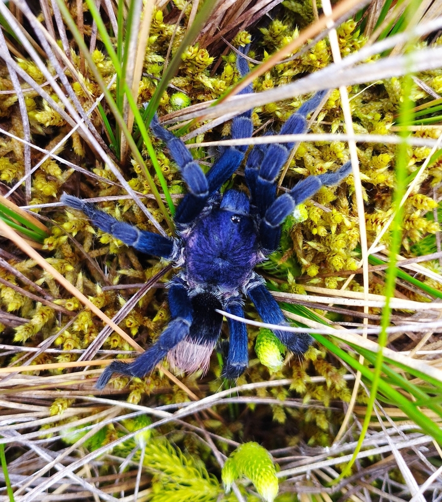 Hapalotremus from 08145, Peru on October 25, 2023 at 09:11 AM by Kim ...