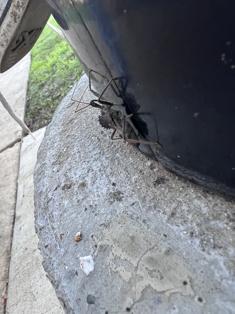 North American Wheel Bug from University of North Texas, Denton, TX, US ...