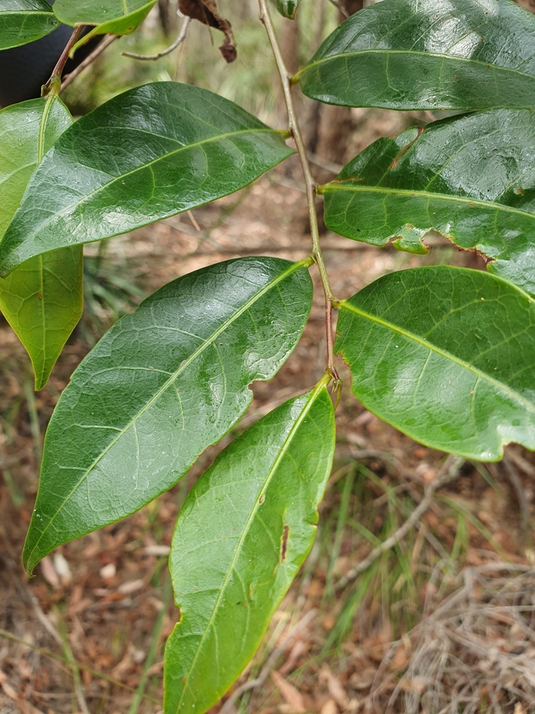 Cheese Tree from Lovett Bay, Pittwater NSW 2105, Australia on November ...
