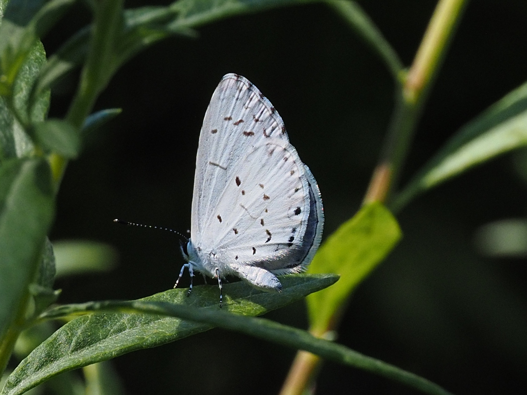 Summer Azure from Gateway National Recreation Area, Queens, New York ...