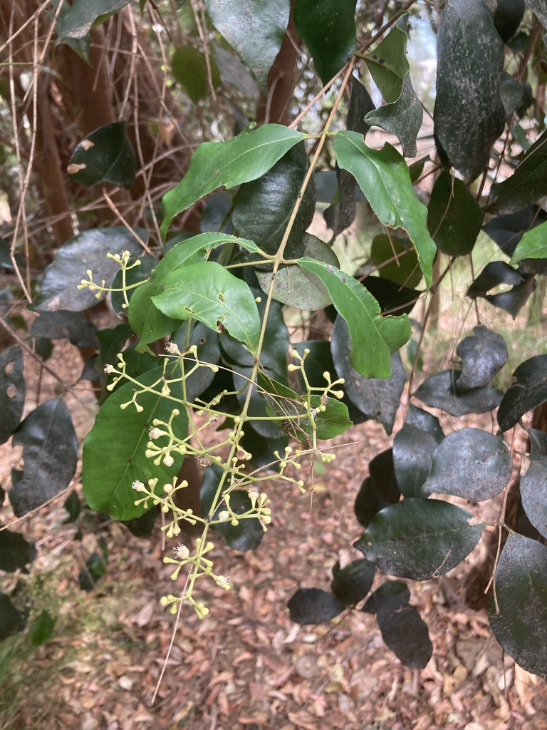 Australian Crabapple from Lovett Bay, Lovett Bay, NSW, AU on November 4 ...
