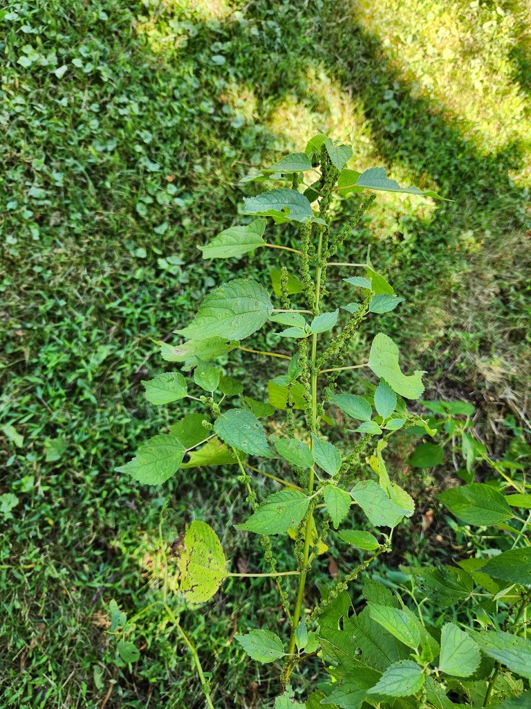 false nettle from Allegany County, MD, USA on September 2, 2023 at 12: ...
