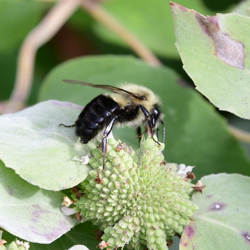 Common Eastern Bumble Bee in October 2023 by roamingthewoods · iNaturalist