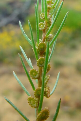 Gyrostemon reticulatus · NaturaLista Colombia