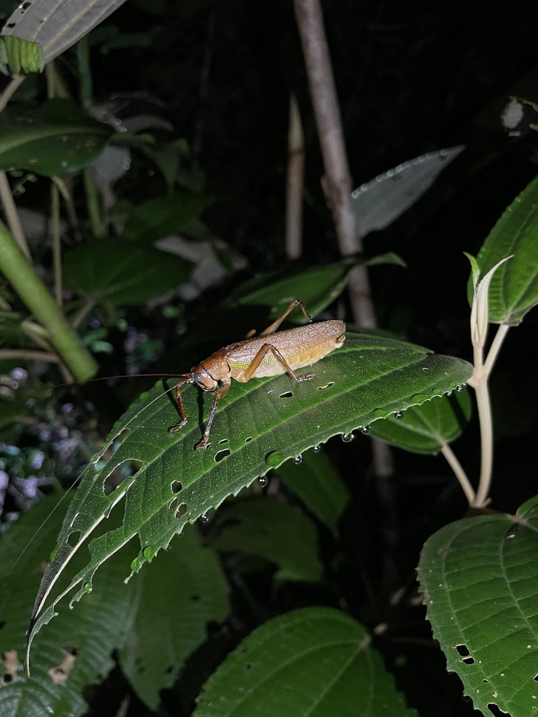 Cocconotus from Pococí, Limón, CR on October 31, 2023 at 08:11 PM by ...
