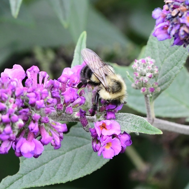 Common Eastern Bumble Bee from 230 Gateway Ave, Conneaut, OH 44030, USA ...