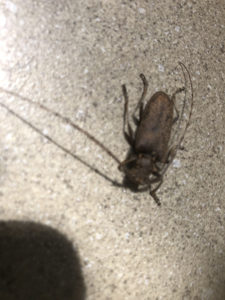 Longhorn Beetles from Nielsen Ct, Middle Ridge, QLD, AU on October 7 ...