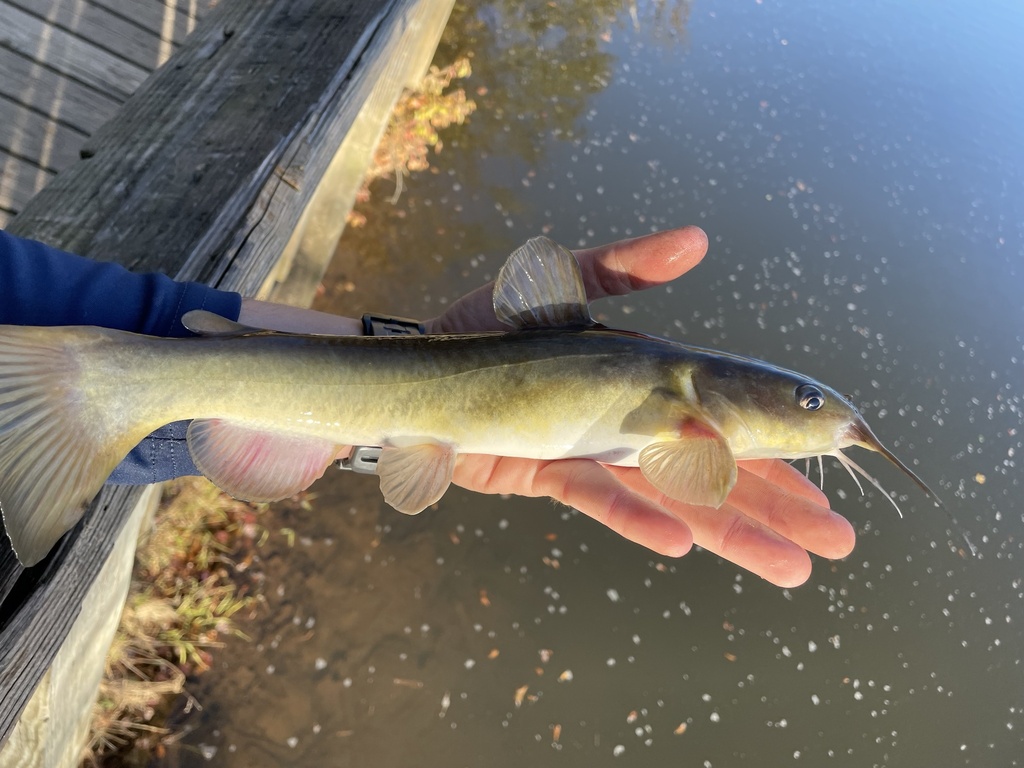 Snail Bullhead from Mooresboro, NC, US on November 3, 2023 at 04:58 PM ...