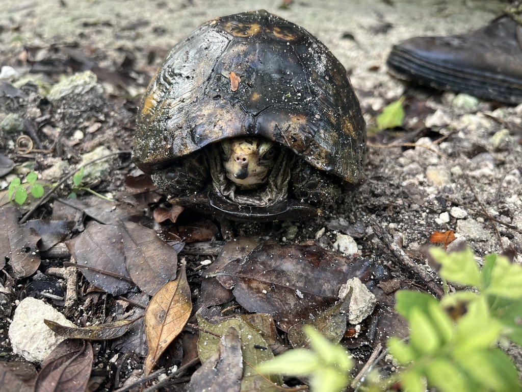 Yucatán Box Turtle in October 2023 by jacapito · iNaturalist