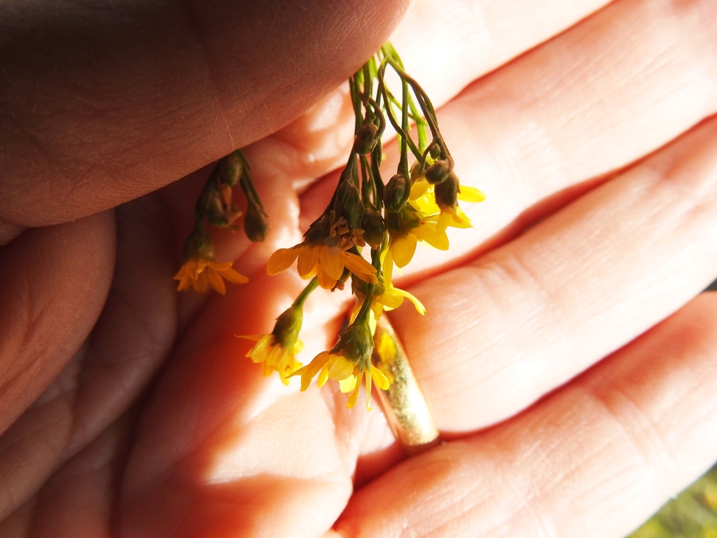 prairie broomweed from Bastrop County, TX, USA on November 3, 2023 at ...