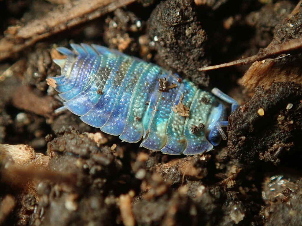 Isopod Iridescent Virus from Golden Gate Park, San Francisco, CA, USA ...
