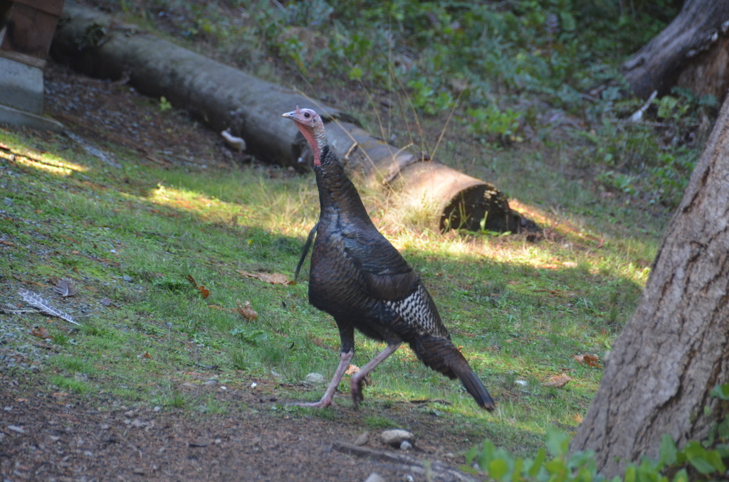 Wild Turkey from Gabriola, BC, Canada on October 28, 2023 at 11:40 AM ...