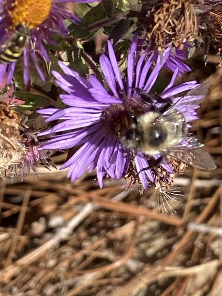 Common Eastern Bumble Bee from Spillway Rd, Sardis, MS, US on November ...