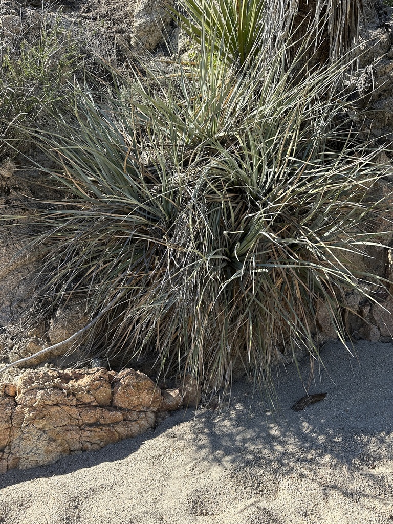 Bigelow's nolina from Joshua Tree National Park, Indio, CA, US on ...