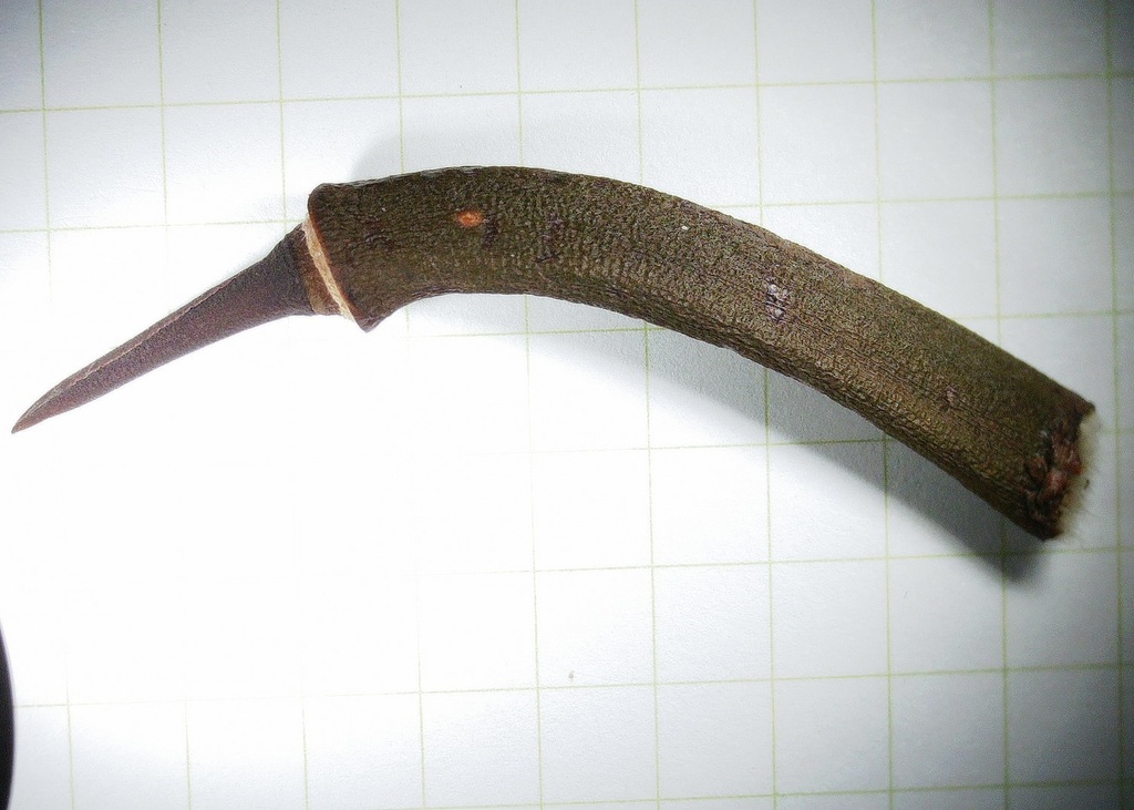 spotted mangrove from Belitung Regency, Bangka Belitung Islands ...