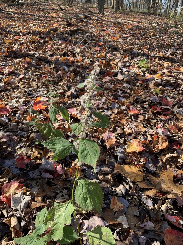 broad-leaved goldenrod in November 2023 by Linda Rohleder · iNaturalist