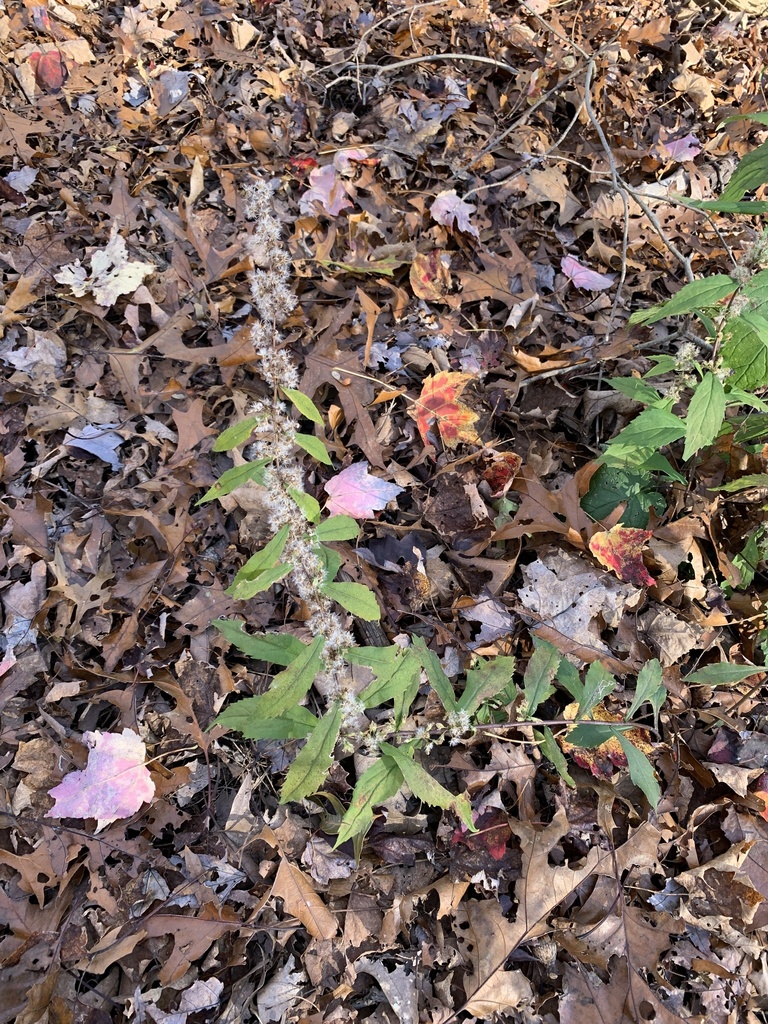 bluestem goldenrod in November 2023 by Linda Rohleder · iNaturalist