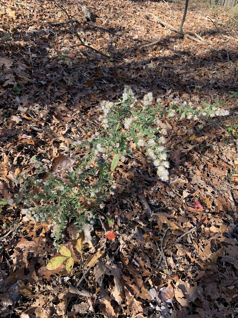 calico aster in November 2023 by Linda Rohleder · iNaturalist