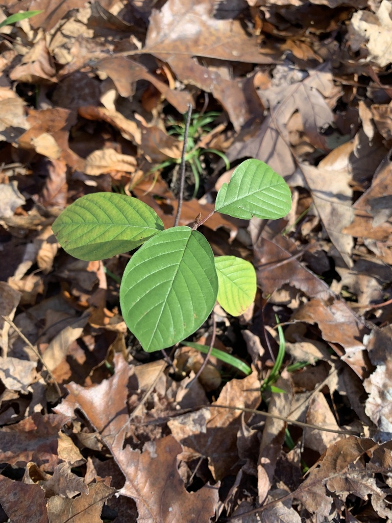 alder buckthorn in November 2023 by Linda Rohleder · iNaturalist