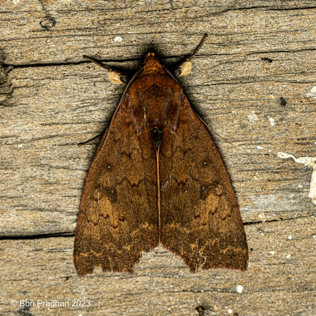 Anomini from Darjeeling town, Gandhi Road, Darjeeling, West Bengal ...