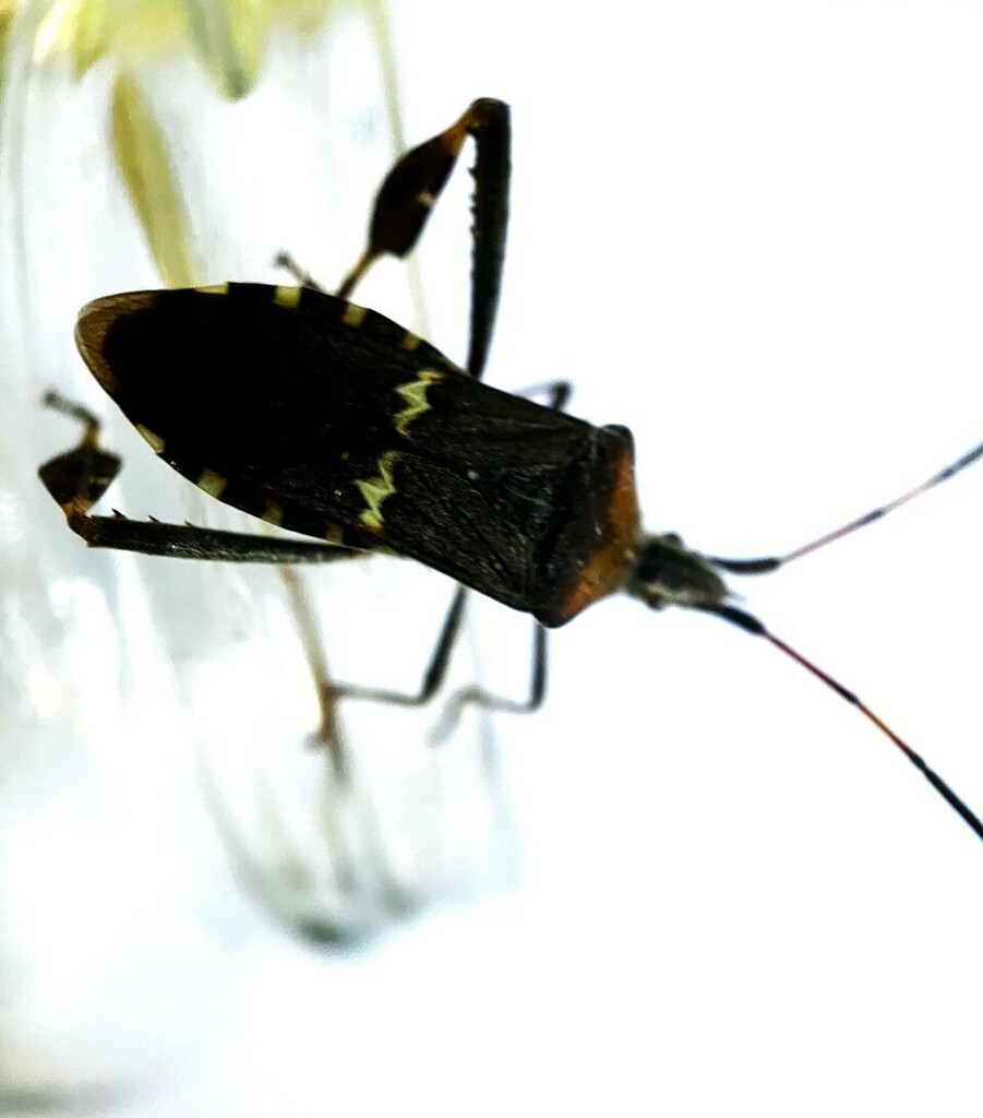 Western Leaf-footed Bug from Napa, CA, USA on November 3, 2023 at 06:31 ...