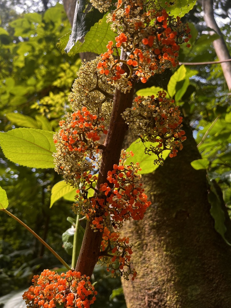 flameberry (Urera caracasana) - Botanical Realm