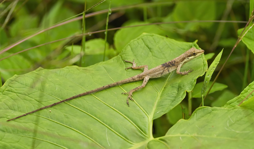 Border Anole from Los Naranjos, Panama on October 23, 2023 at 10:08 AM ...
