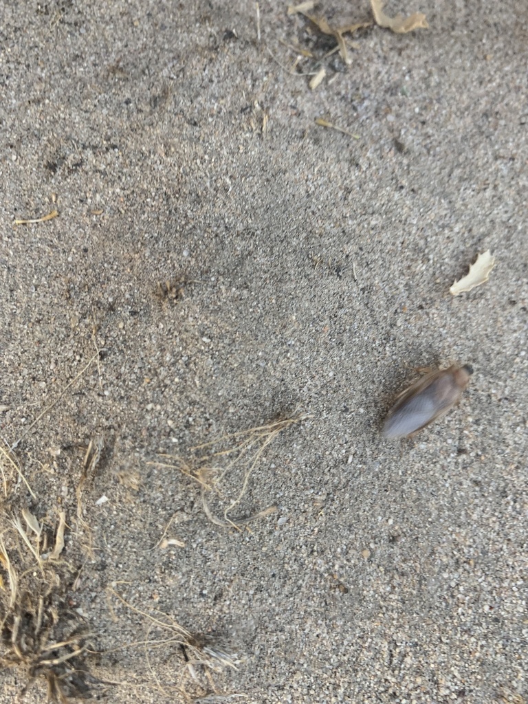 Sand Cockroaches from Mojave National Preserve, Baker, CA, US on ...