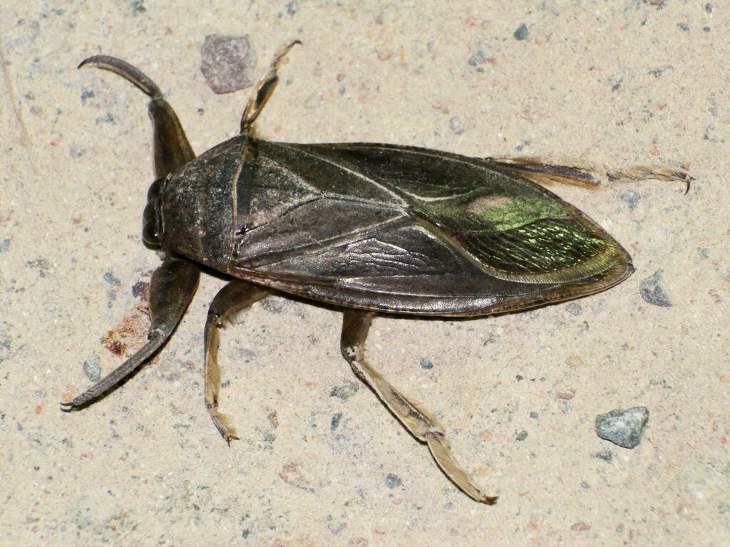 American Giant Water Bug from Timiskaming District, ON, Canada on ...