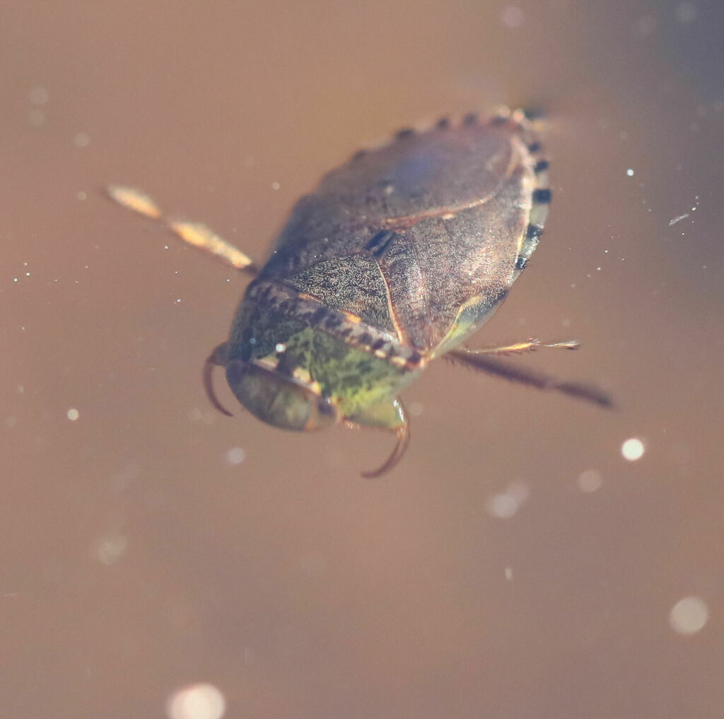 Pelocoris femoratus from QMFC Lancaster, MA, USA on November 2, 2023 at ...