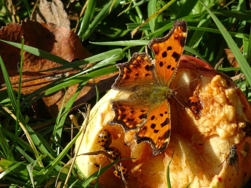 Eastern Comma from Valens Conservation Area, Regional 97 Rd, Hamilton ...