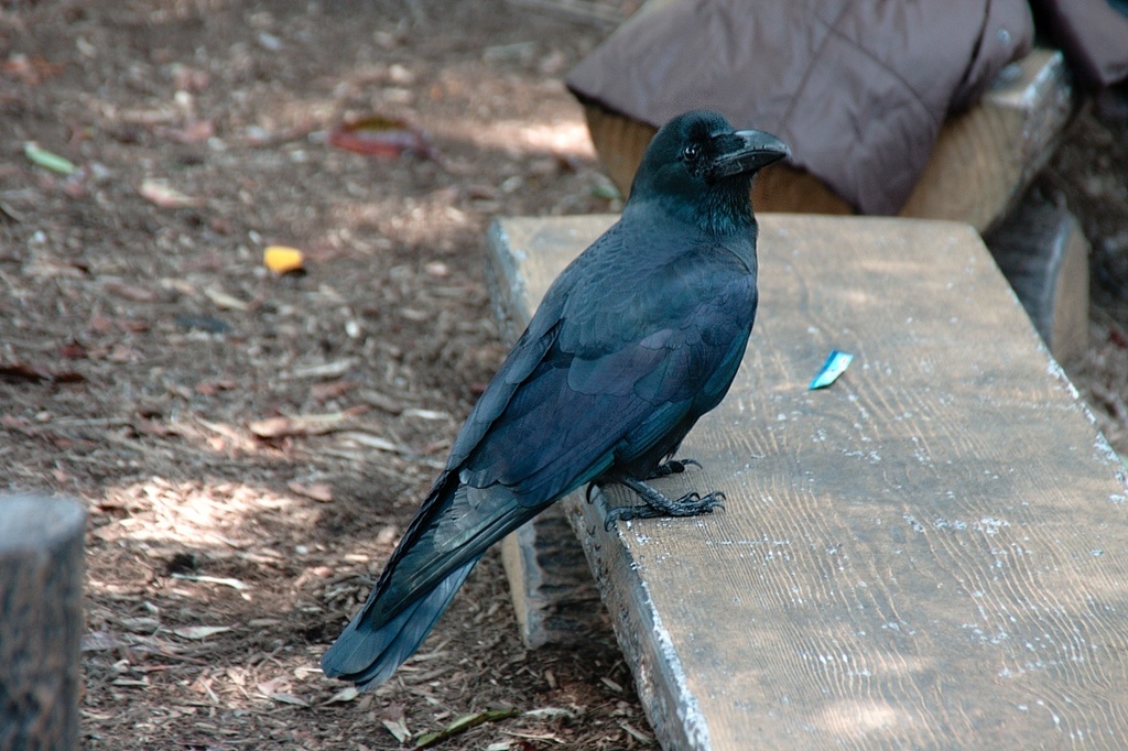 Large-billed Crow from Shiodome, Minato City, Tokyo, Japan on April 1 ...
