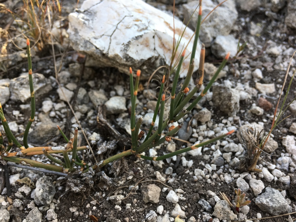 Ephedra compacta from Zapotitlán, Pue., México on November 1, 2016 at ...