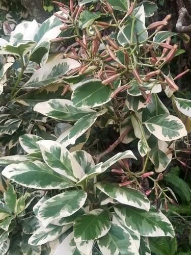 Form Pisonia brunoniana ‘variegata’ · iNaturalist