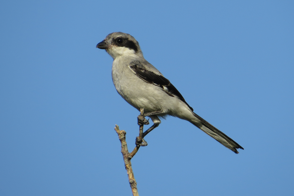 Loggerhead Shrike from South Side, Corpus Christi, TX, USA on September ...