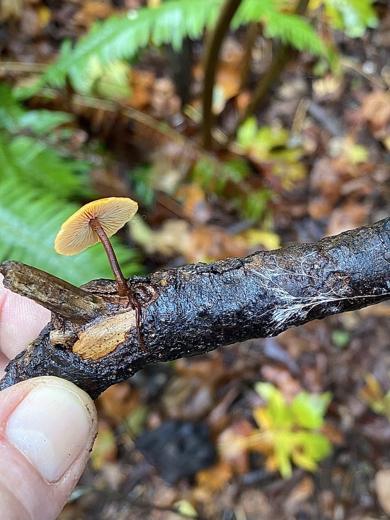 Heimiomyces tenuipes from Normandy St SE, Olympia, WA, US on November 2 ...