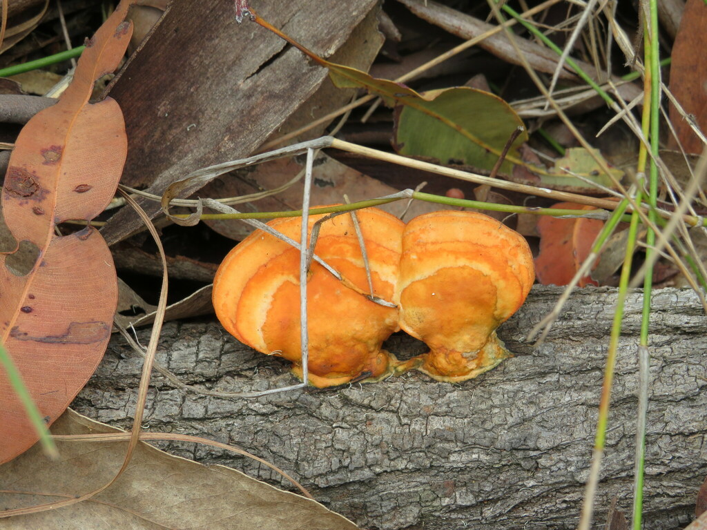 Southern Cinnabar Polypore from Brisbane QLD, Australia on November 4 ...