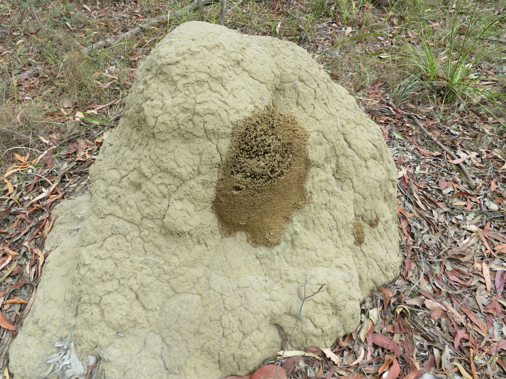 Milk Termite from Brisbane QLD, Australia on November 4, 2023 at 11:19 ...